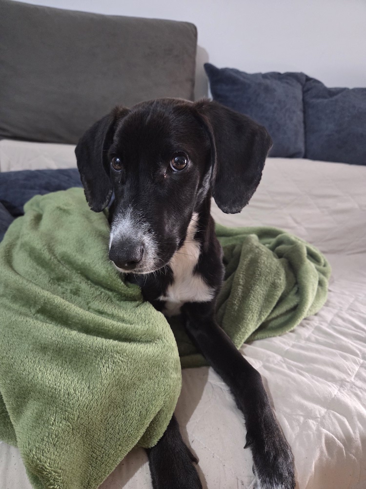 Nora - Daisy Family Rescue e.V. | Tierschutzhund adoptieren