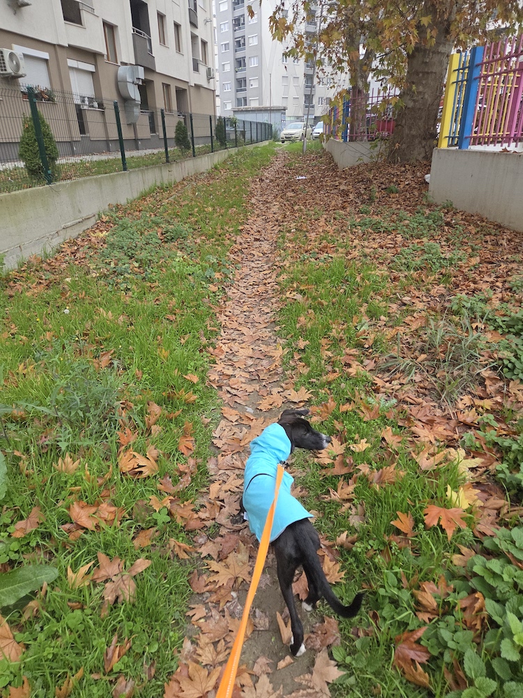 Nora - Daisy Family Rescue e.V. | Tierschutzhund adoptieren